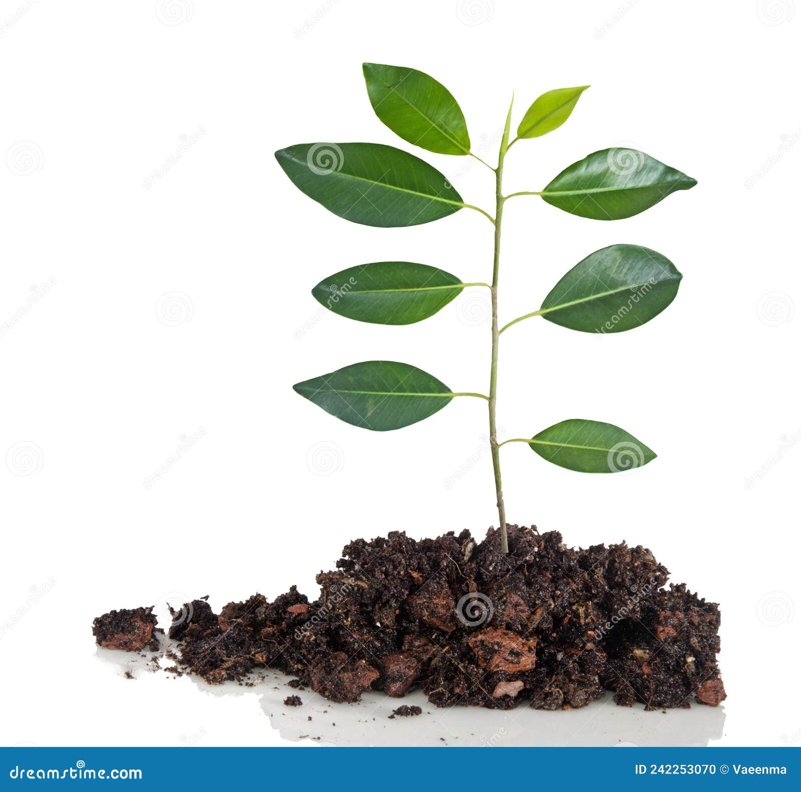 Sapling Isolated on White Background Stock Photo - Image of nature ...