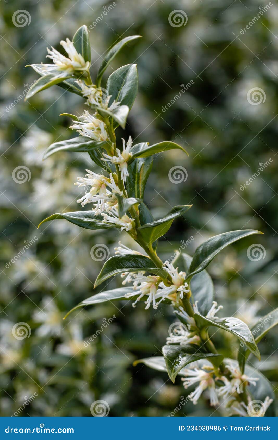 Sarcococca confusa stock photo. Image of flower, stems - 234030986