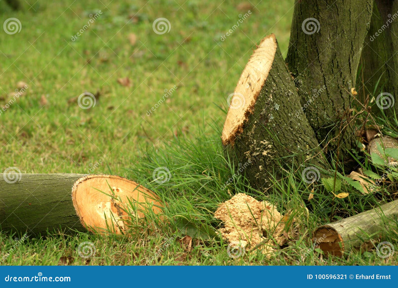 Cleanup in the Garden / Cut Back Tree in Autumn Stock Image - Image of ...