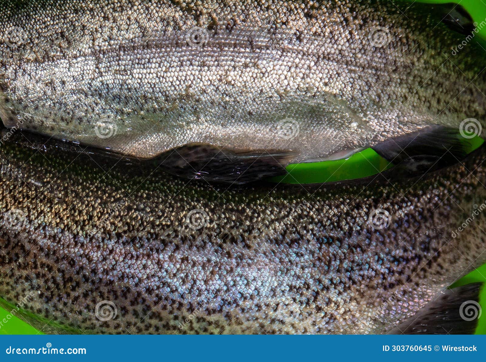 Close-up with the Scales on Two Trout Fish Stock Image - Image of food ...