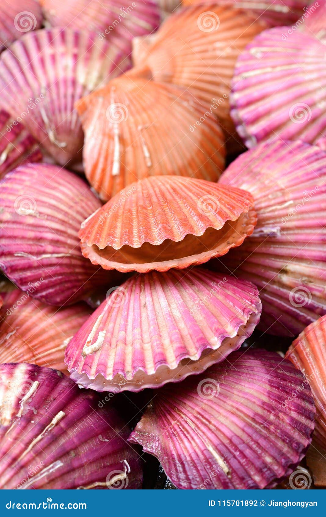 Close Up Scallop in Shell stock photo. Image of vertical - 115701892