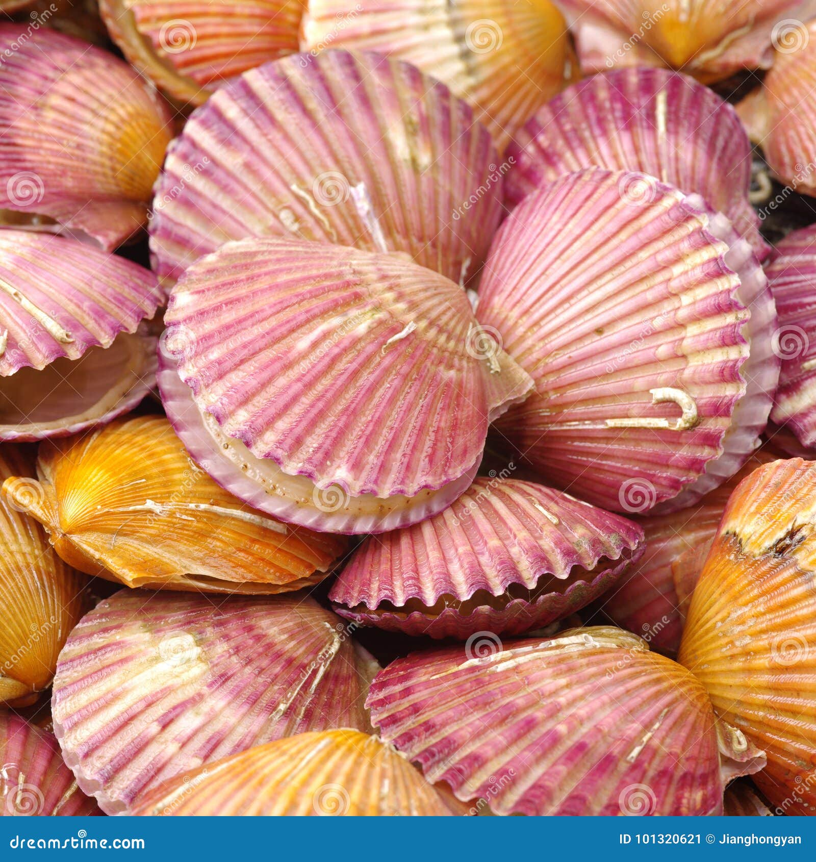 Scallop in Shell stock image. Image of animals, collection - 101320621