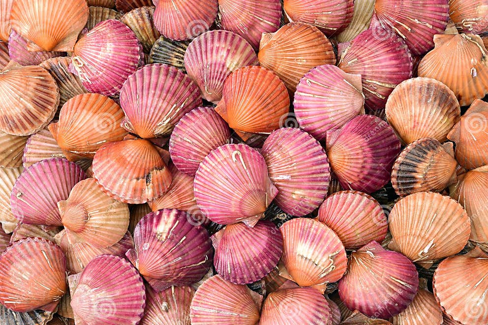 Scallop in Shell stock photo. Image of objects, multi - 107612568
