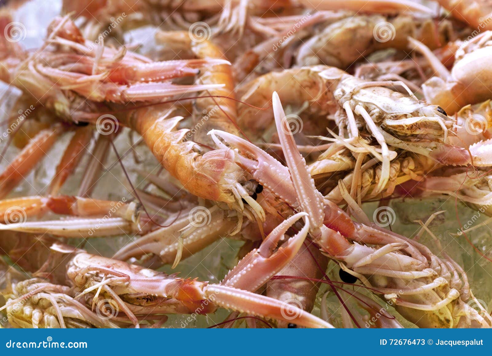 Close up of scampi stock image. Image of fresh, detail - 72676473