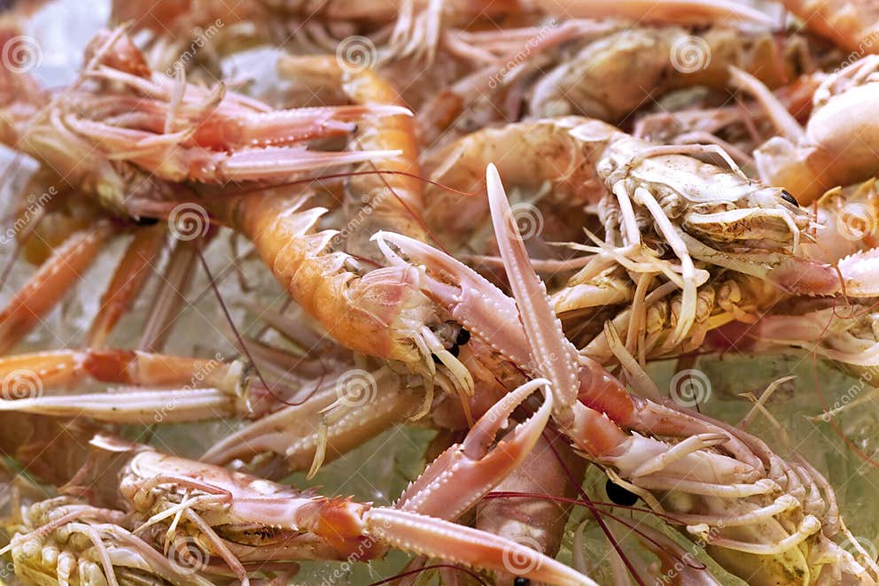 Close up of scampi stock image. Image of fresh, detail - 72676473