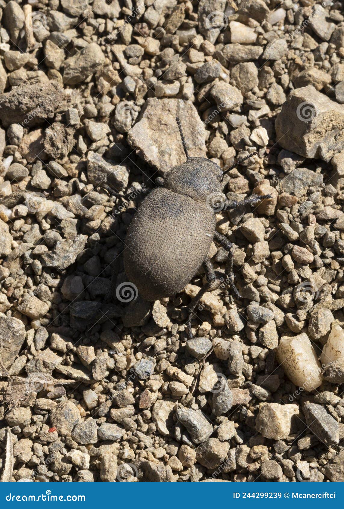 Close-up of Scarab Beetle on the Ground Stock Image - Image of ...