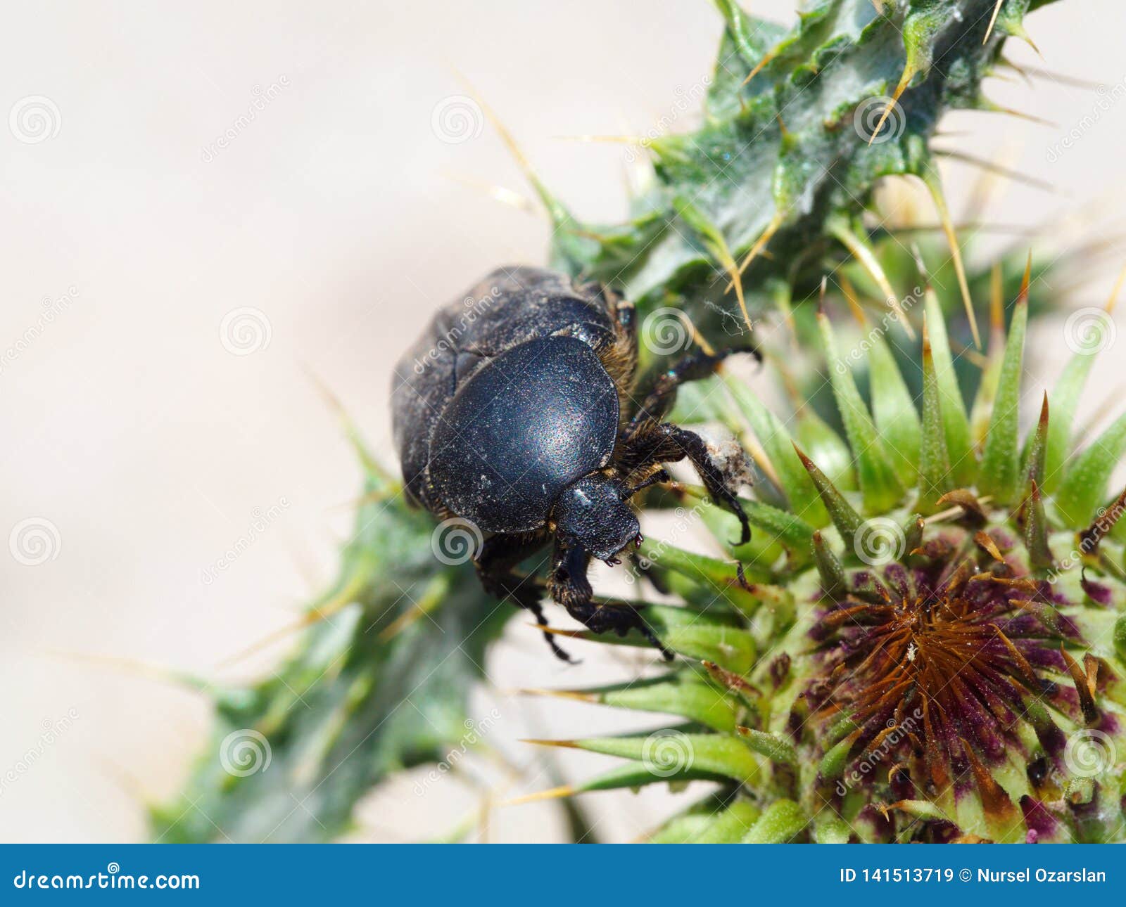 Scarab stock image. Image of yard, insect, zoology, nature - 141513719