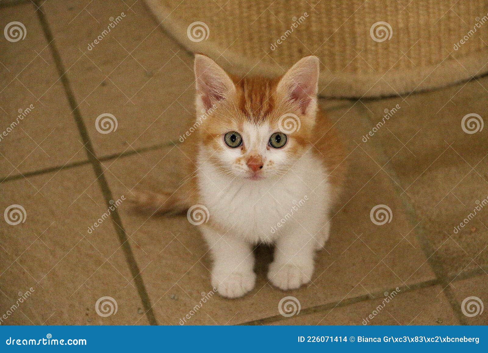 A Close Up of a Scared Little Red White Kitten Stock Photo - Image of ...