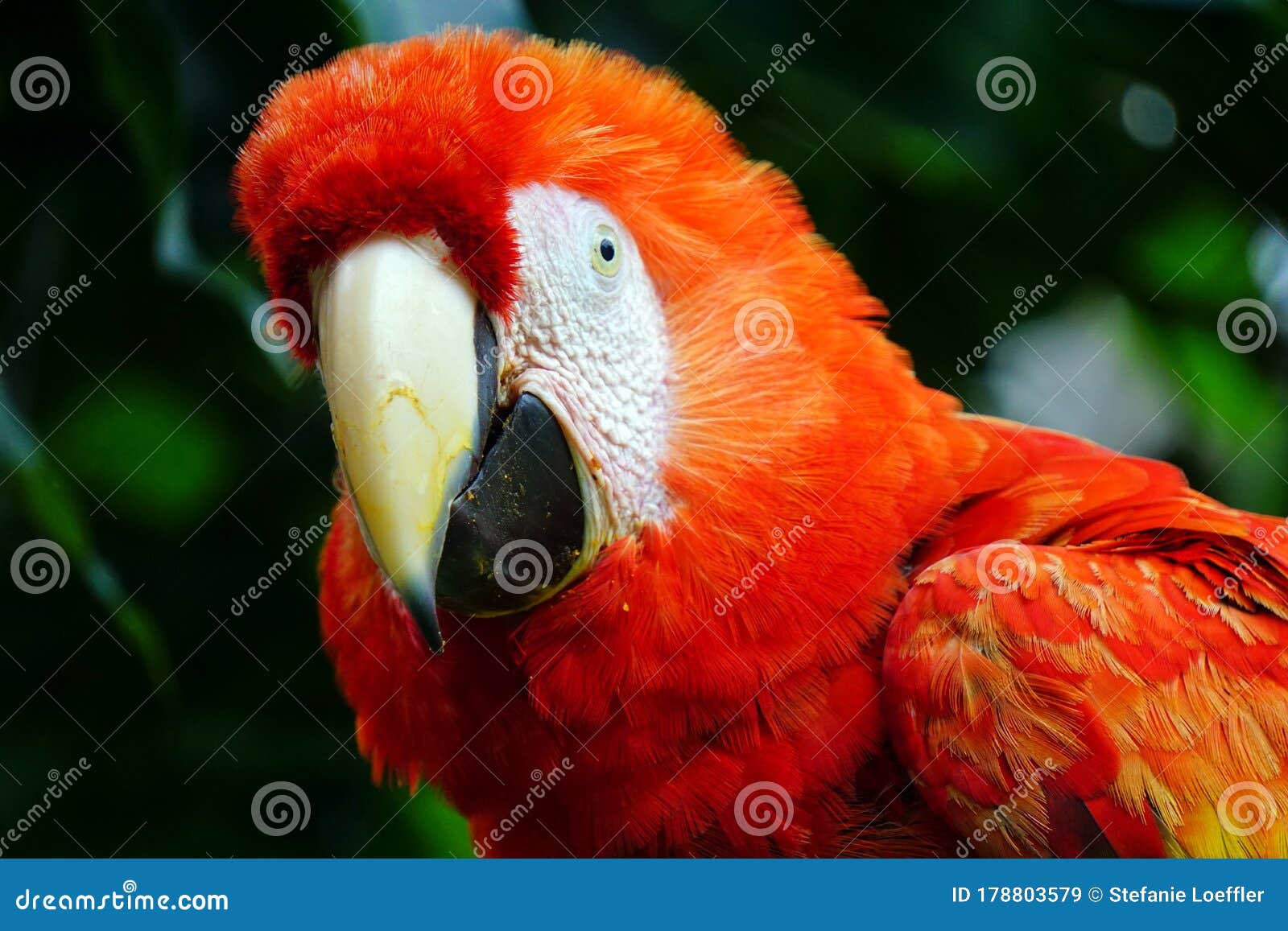Close Up of a Scarlet Macaw Stock Image - Image of jungle, gazing ...