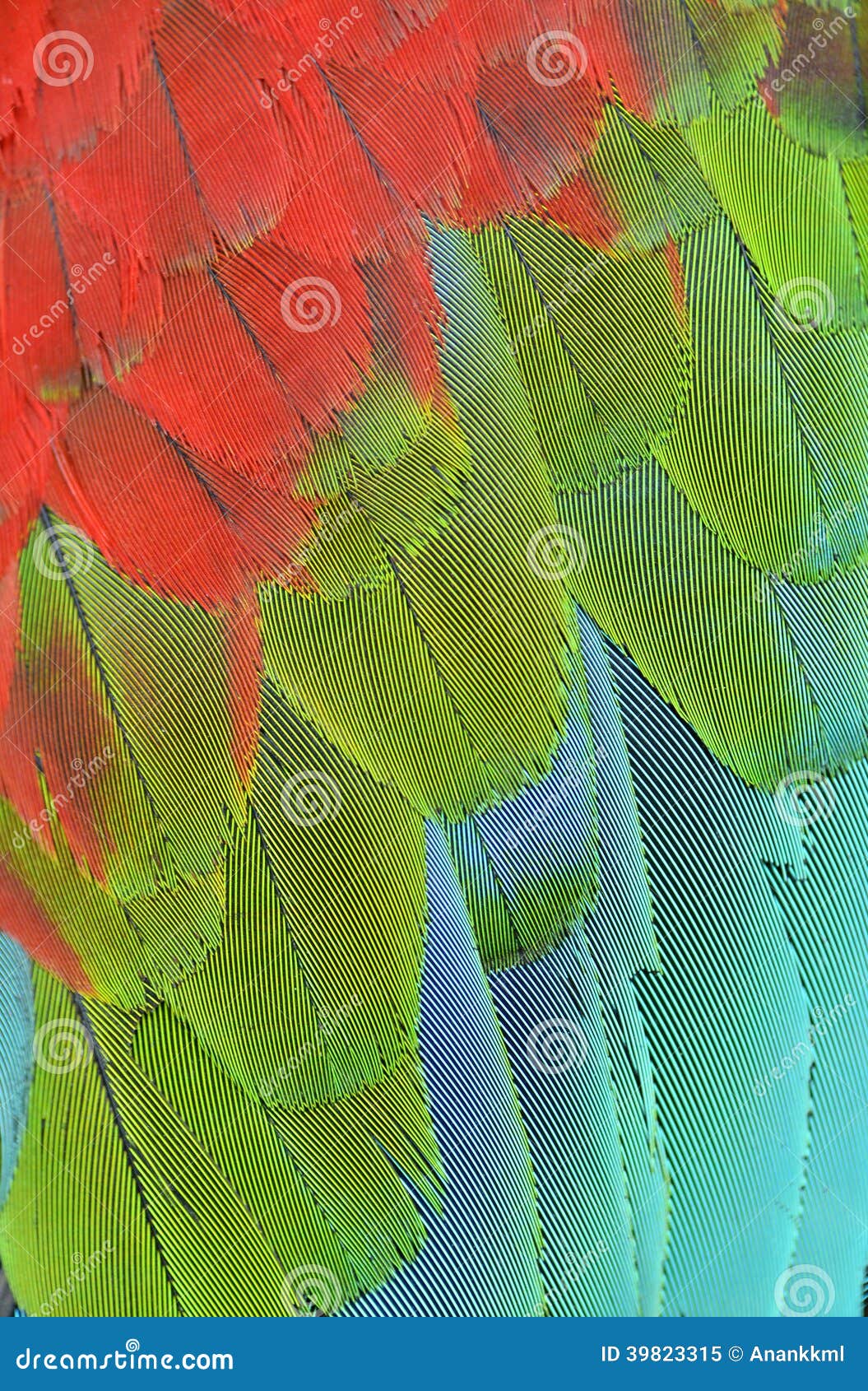 Close Up of Scarlet Macaw Wing Stock Image - Image of green, colorful ...