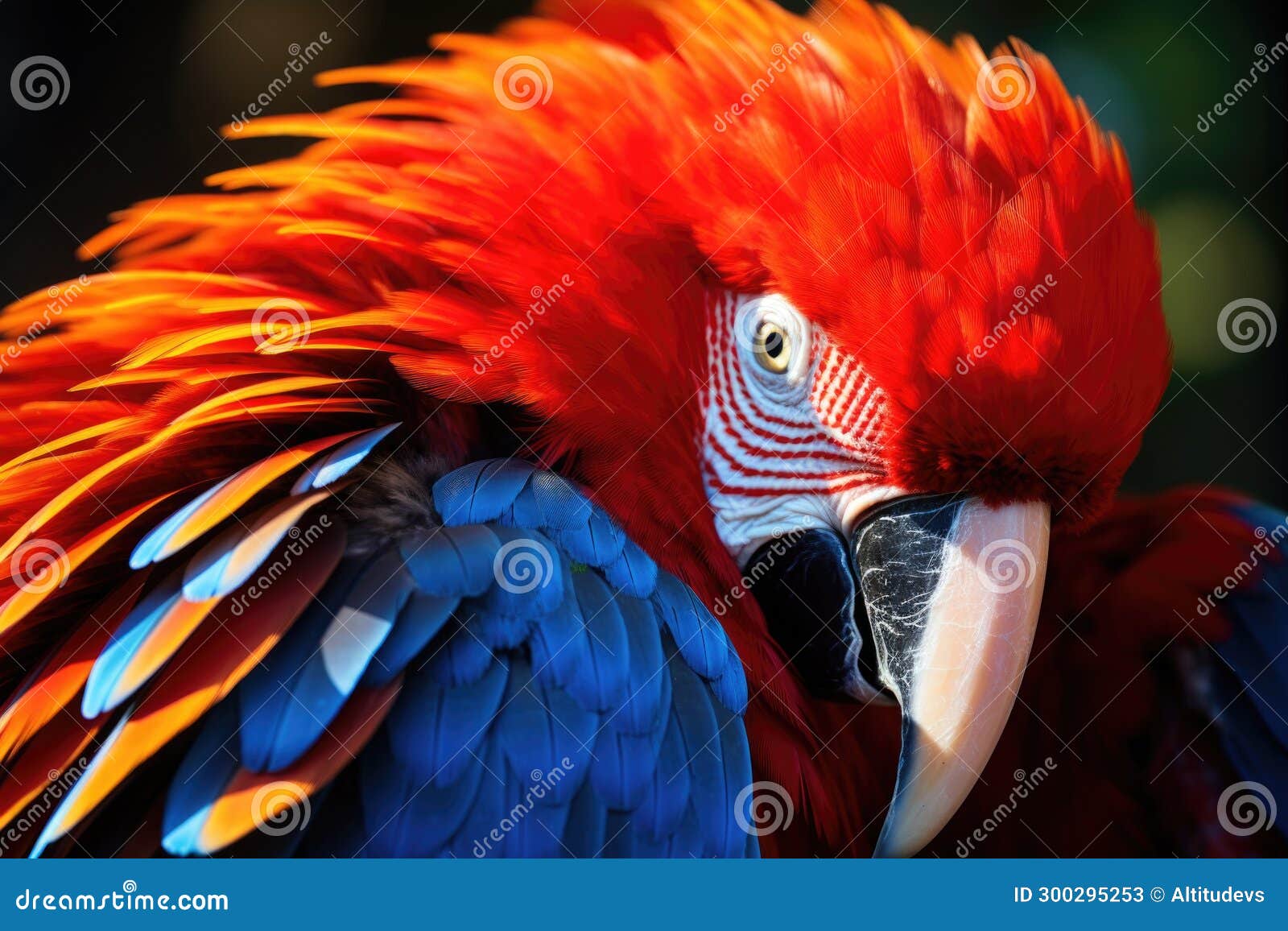 Close-up of a Scarlet Macaws Vibrant Feathers in the Sunlight Stock ...