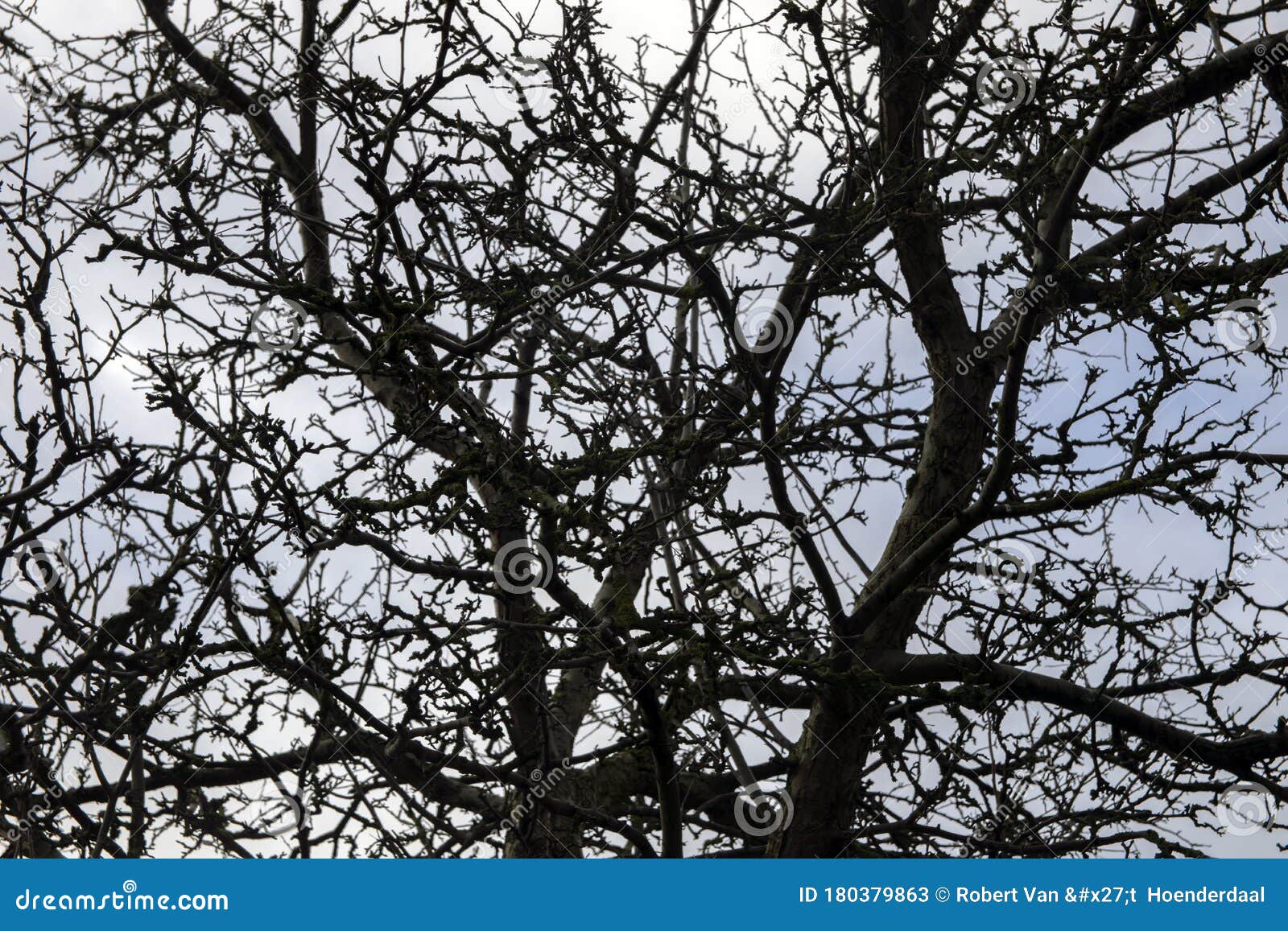 Close Up of a Scary Empty Tree Stock Image - Image of autumn, emptiness ...