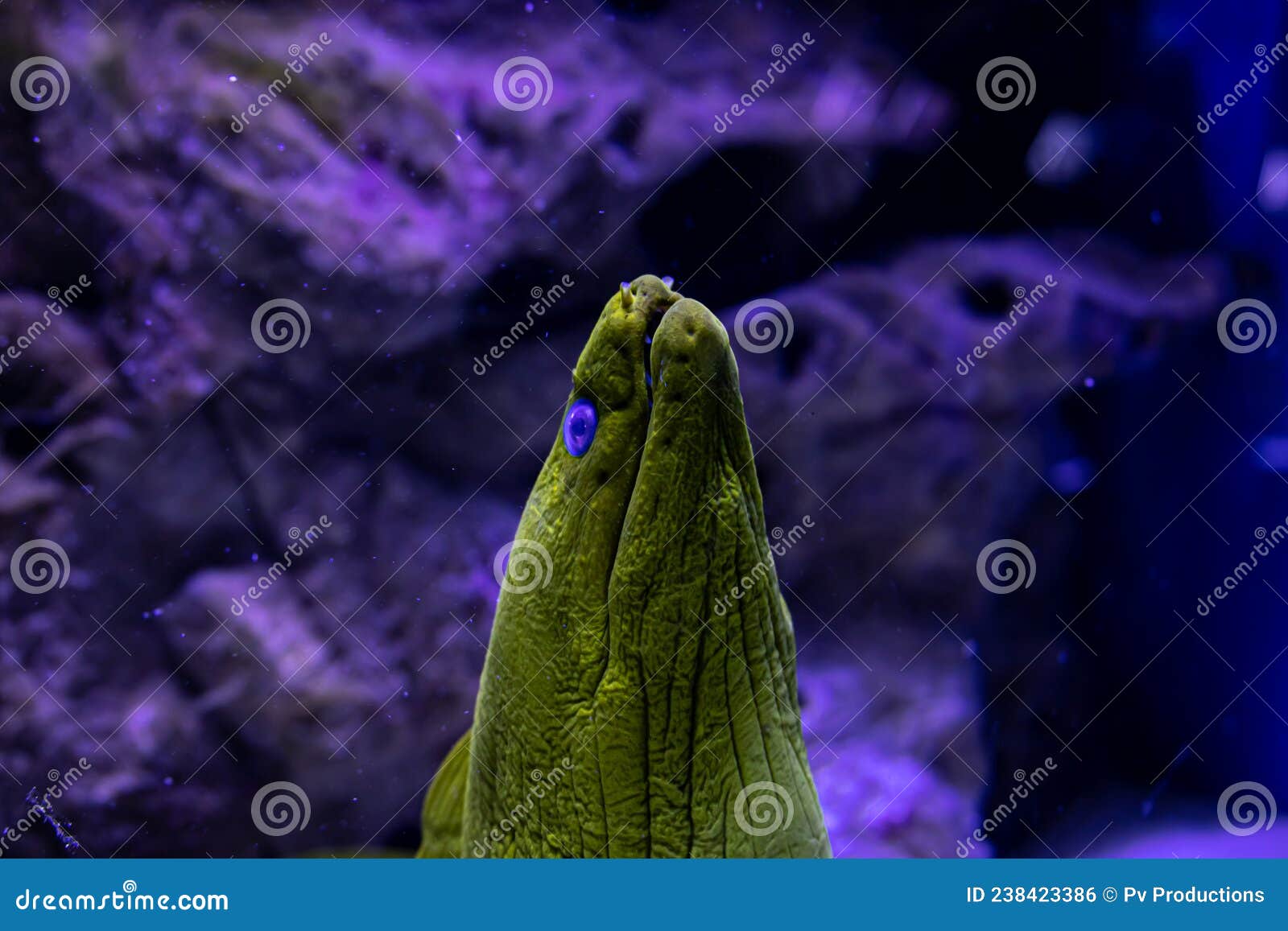 Close-up of a Scary Fish in the Aquarium. Stock Photo - Image of ...