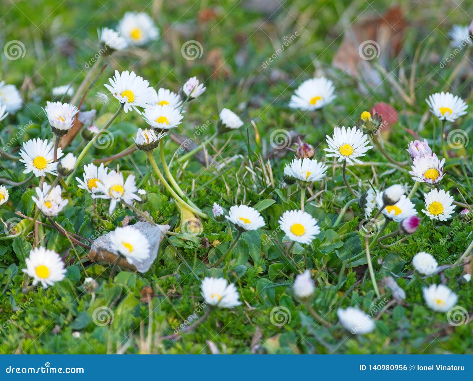Close Up of the Scene of White Wildflower Fields in Spring Stock Photo ...