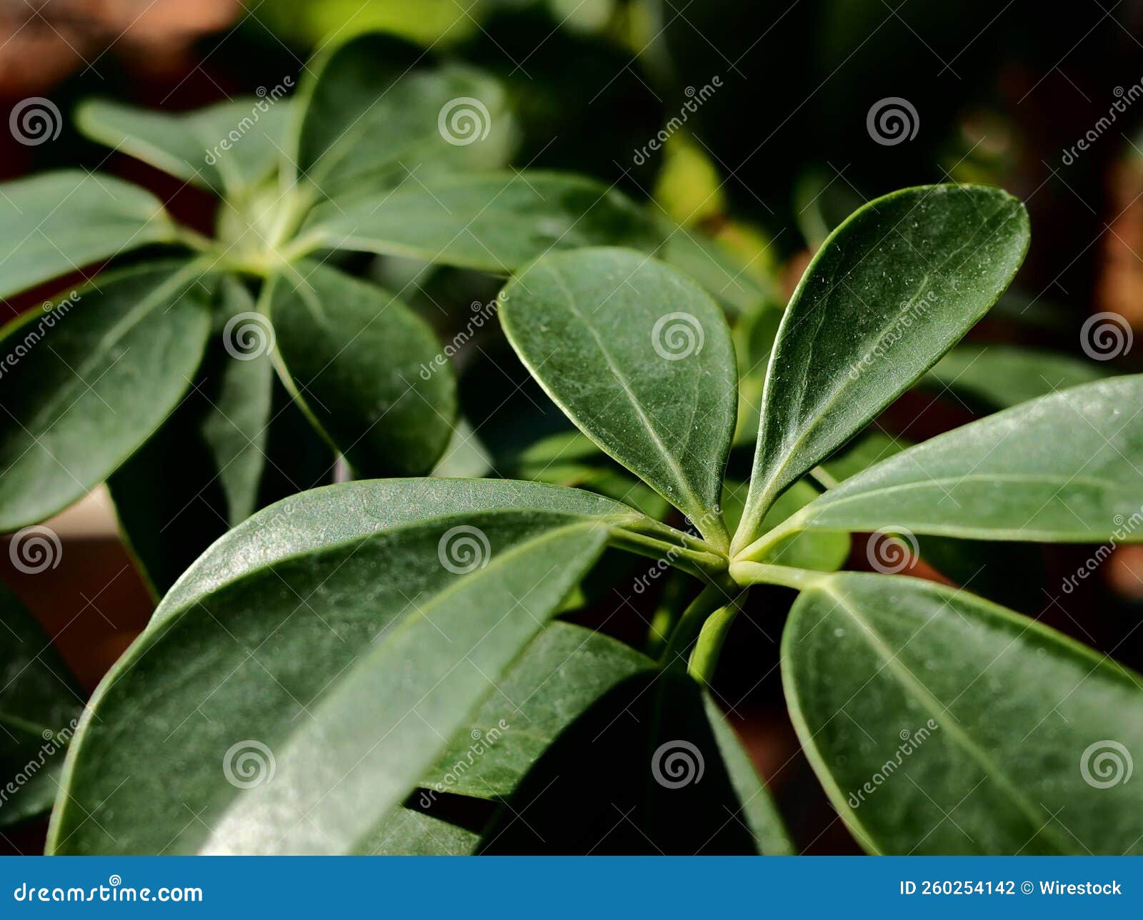 Close Up of a Schefflera Arboricola Leave in the Sunlight Stock Photo ...