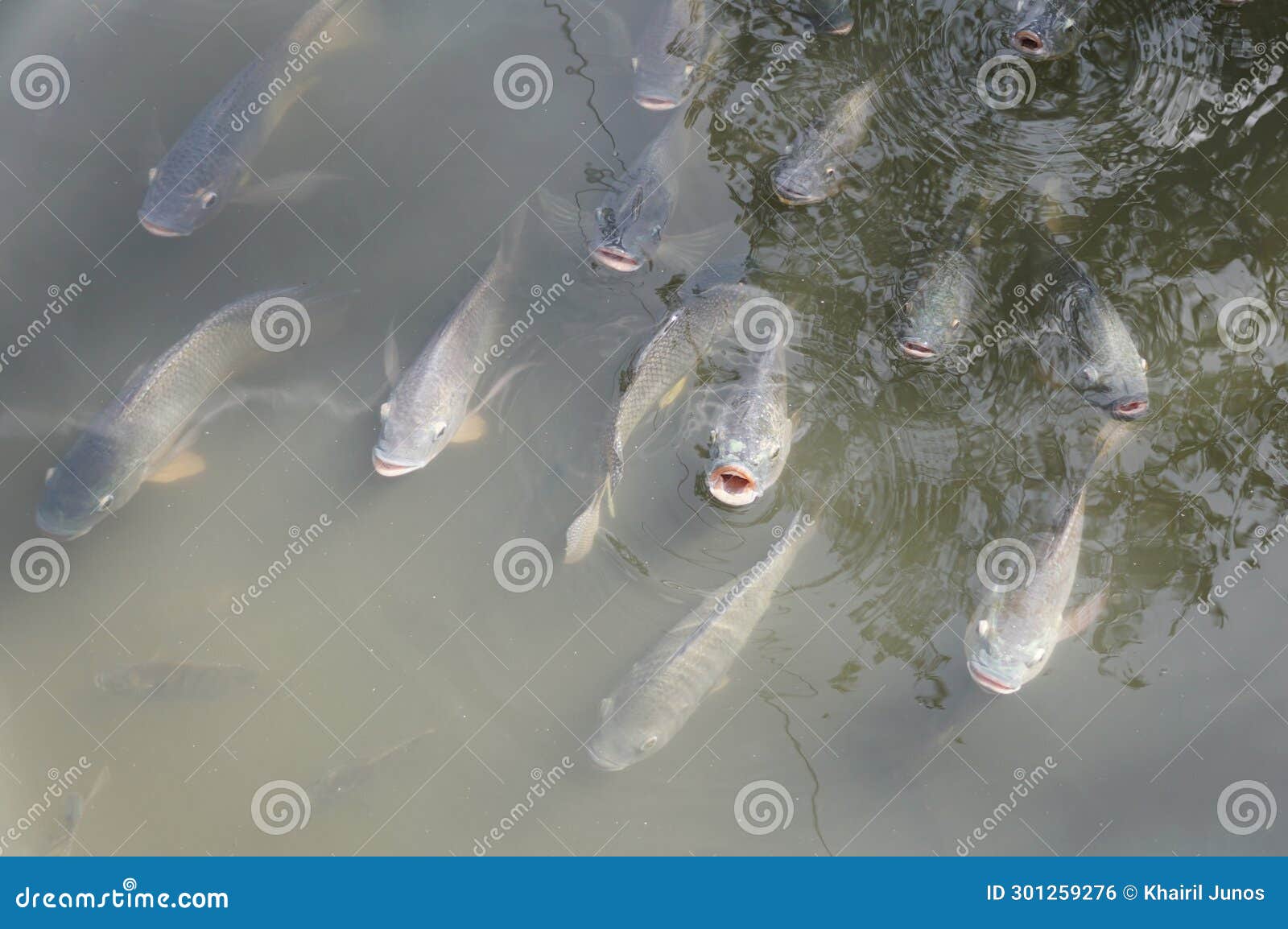 Close Up of a School of Hungry Tilapia on the Surface of the Pond Stock ...