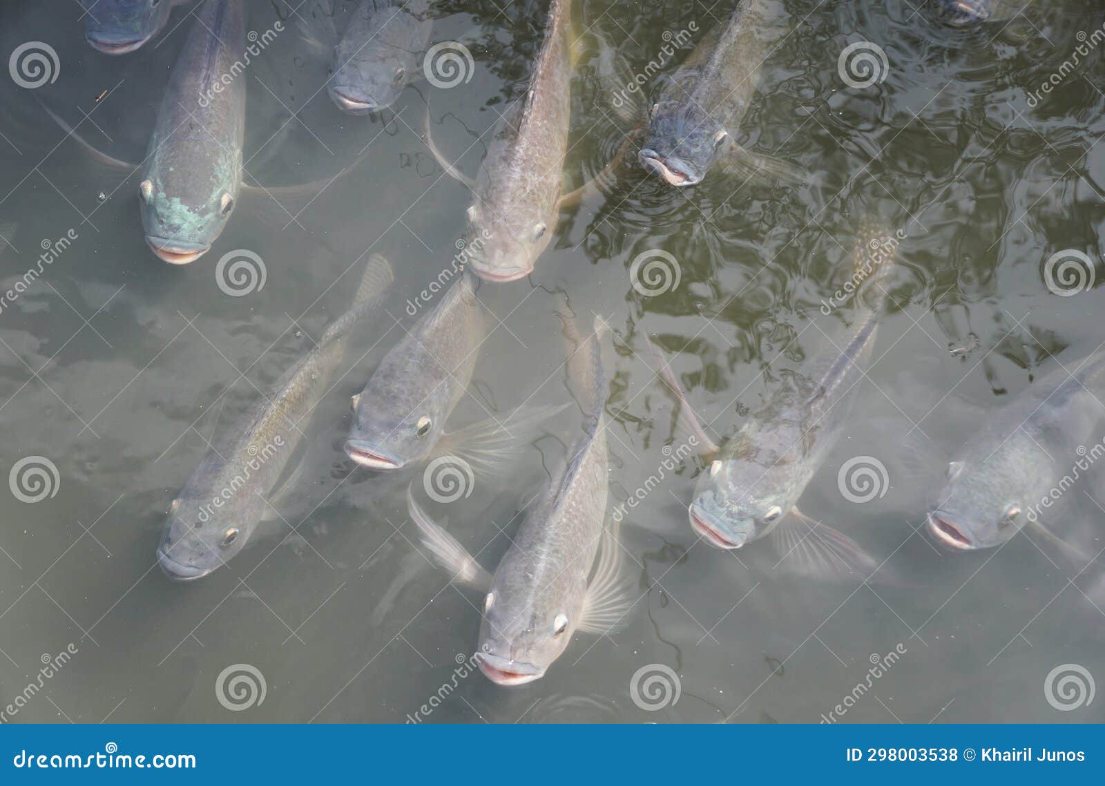 Close Up of a School of Hungry Tilapia on the Surface of the Water ...
