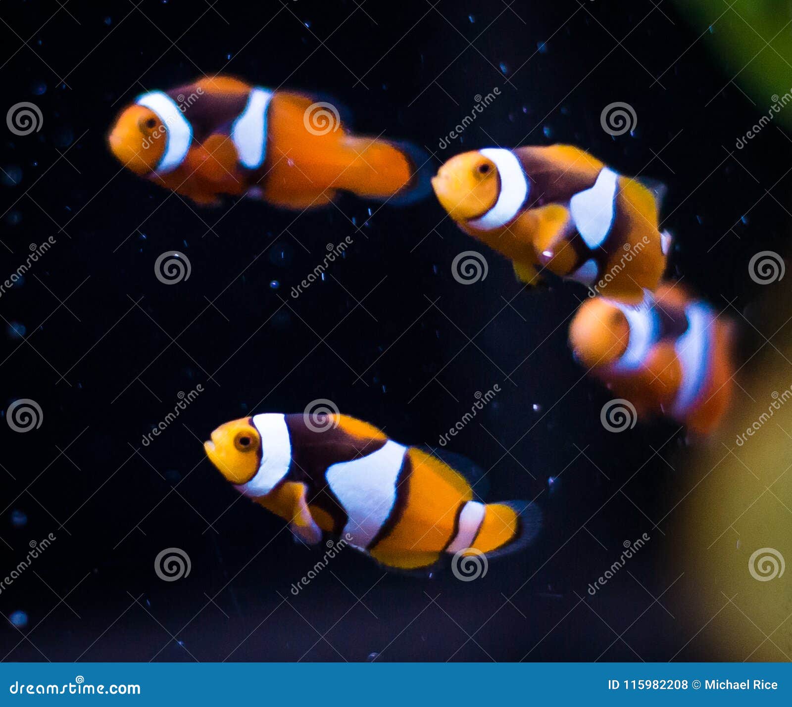 Percula clownfish stock photo. Image of wild, clownfish - 115982208