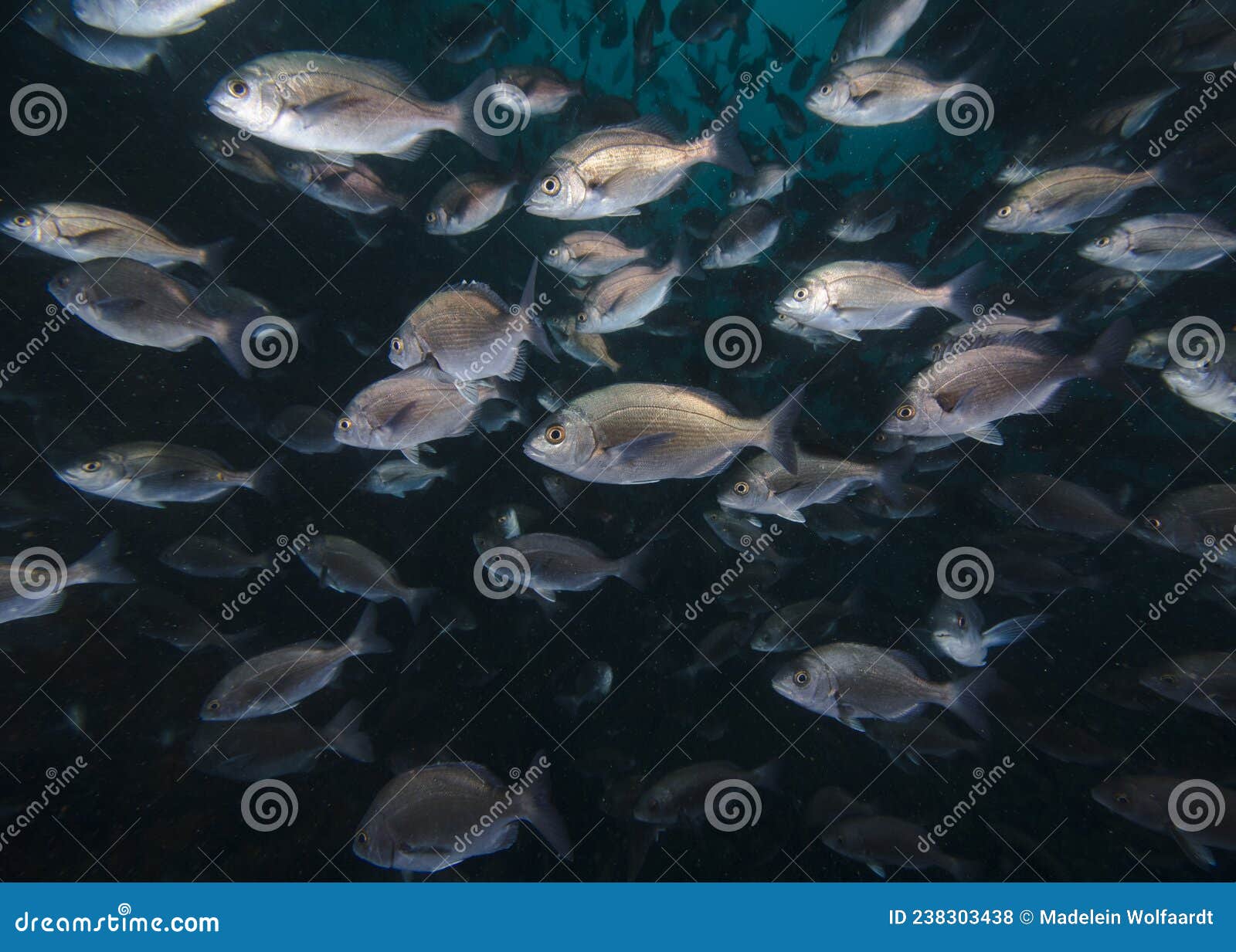 Close-up of a School of Silver Hottentot Fish Underwater Stock Photo ...