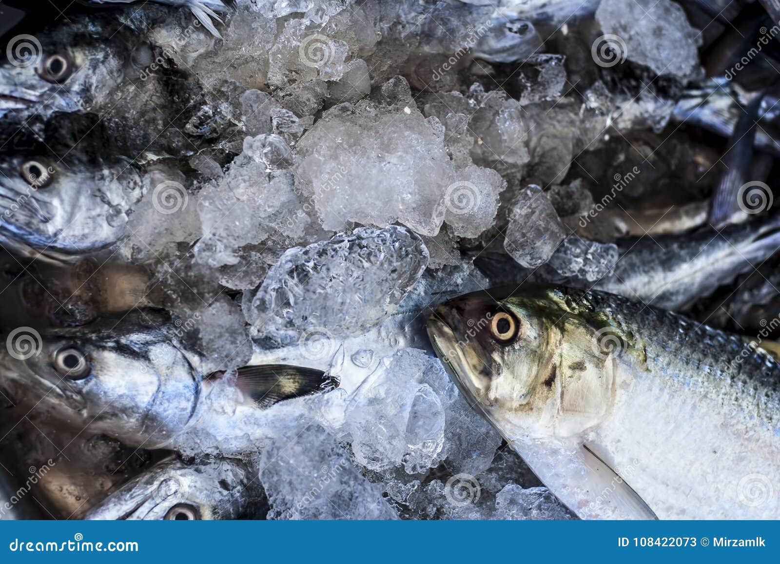 Close Up of Scomberomorus Cavalla, King Mackerel Fish in the Market ...