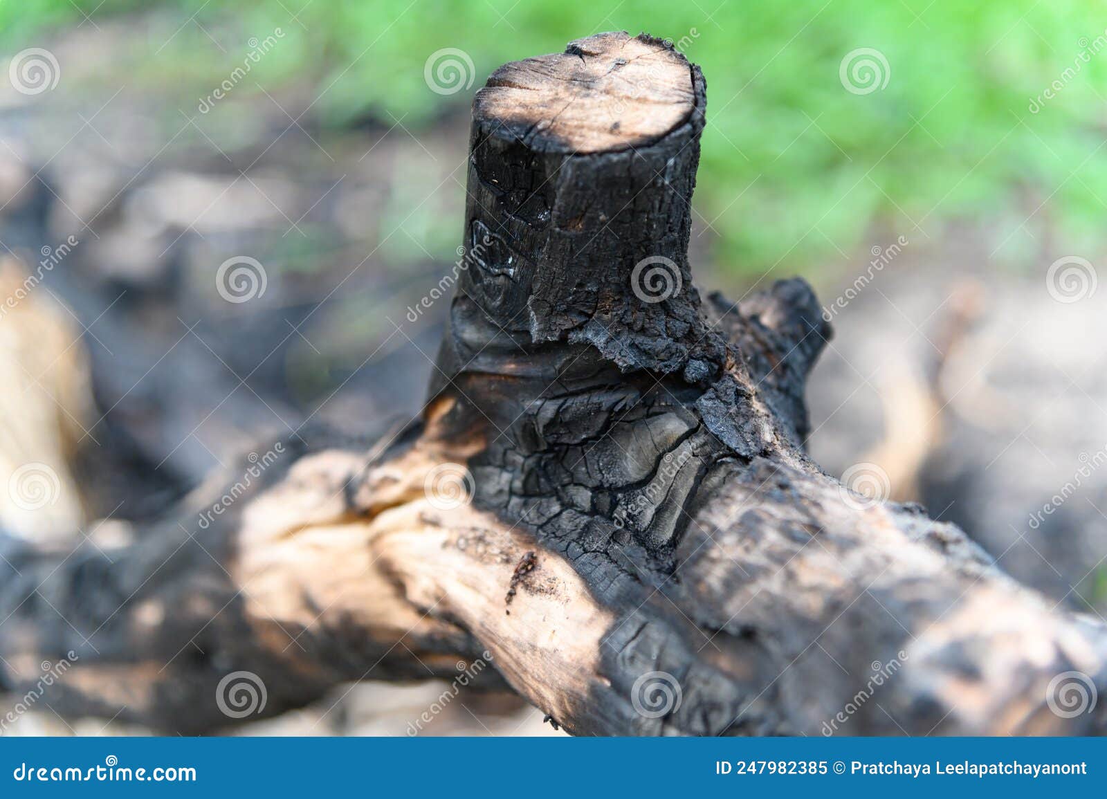Close Up Scorch Tree Trunk after Burnt in the Forest Stock Image ...