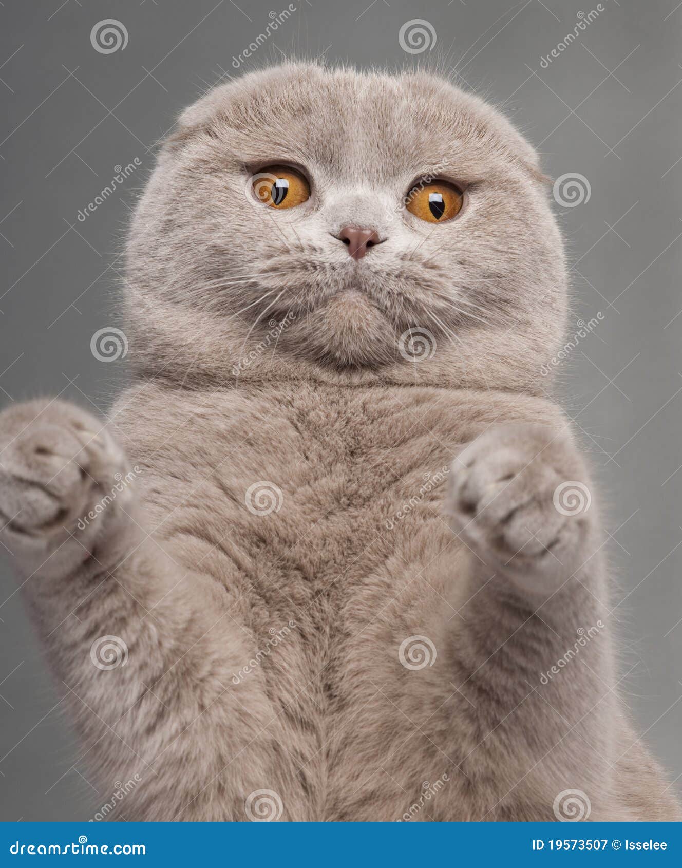 Cat Paws Up Stock Photos - Royalty Free Pictures