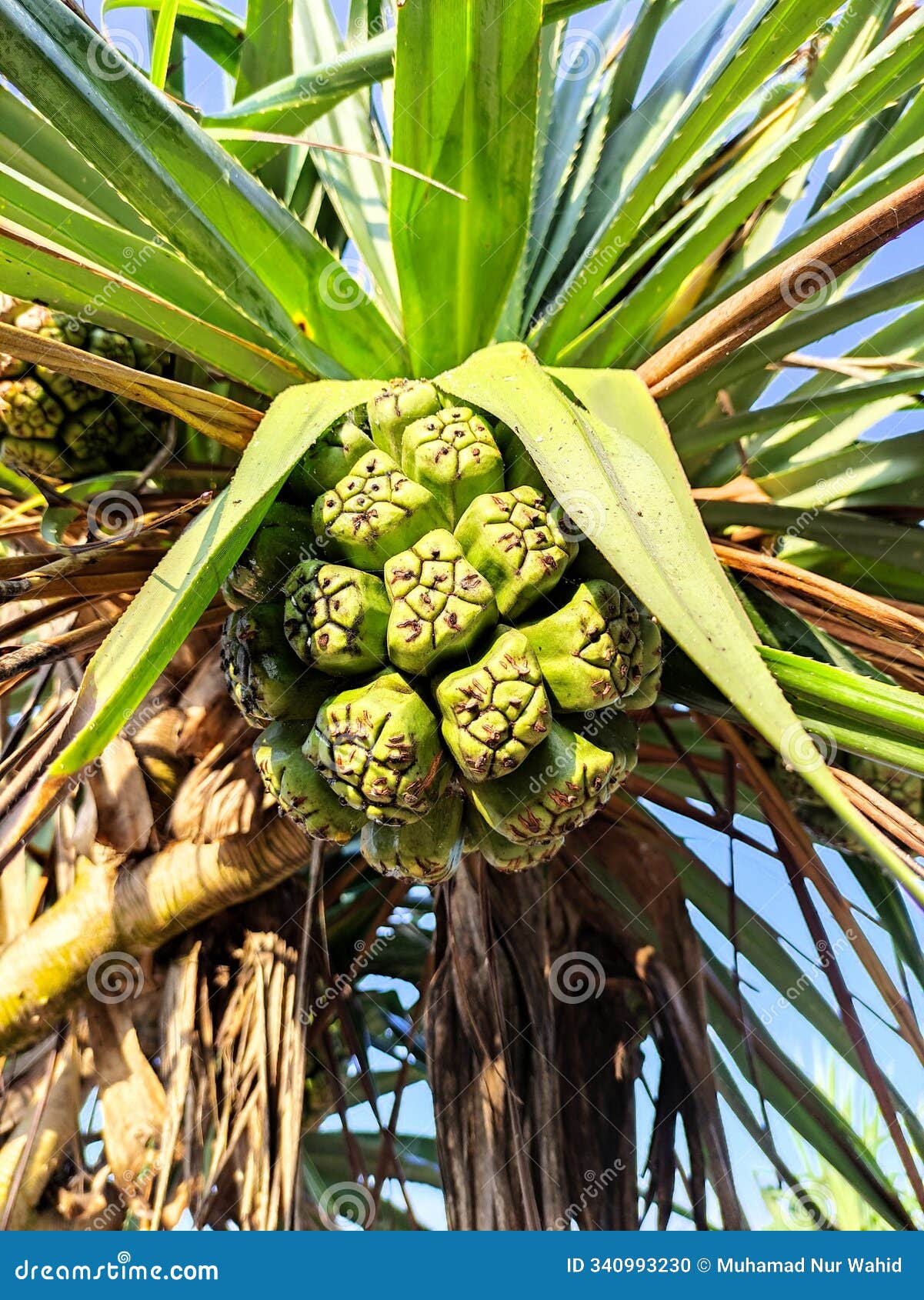 Pandanus Tectorius / Pandanus Odoratissimus ; The Key Selling Point Of ...