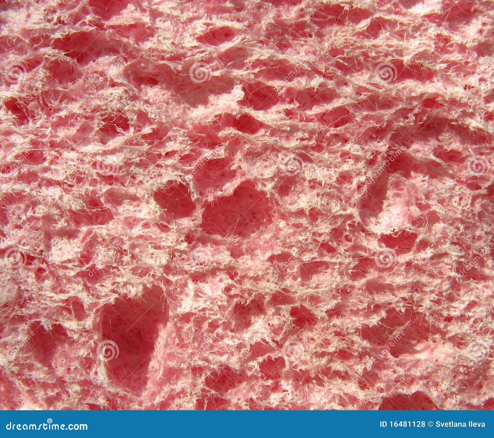 Filamentous Texture Of A Mycelium Fungus Mushroom Colony Under ...