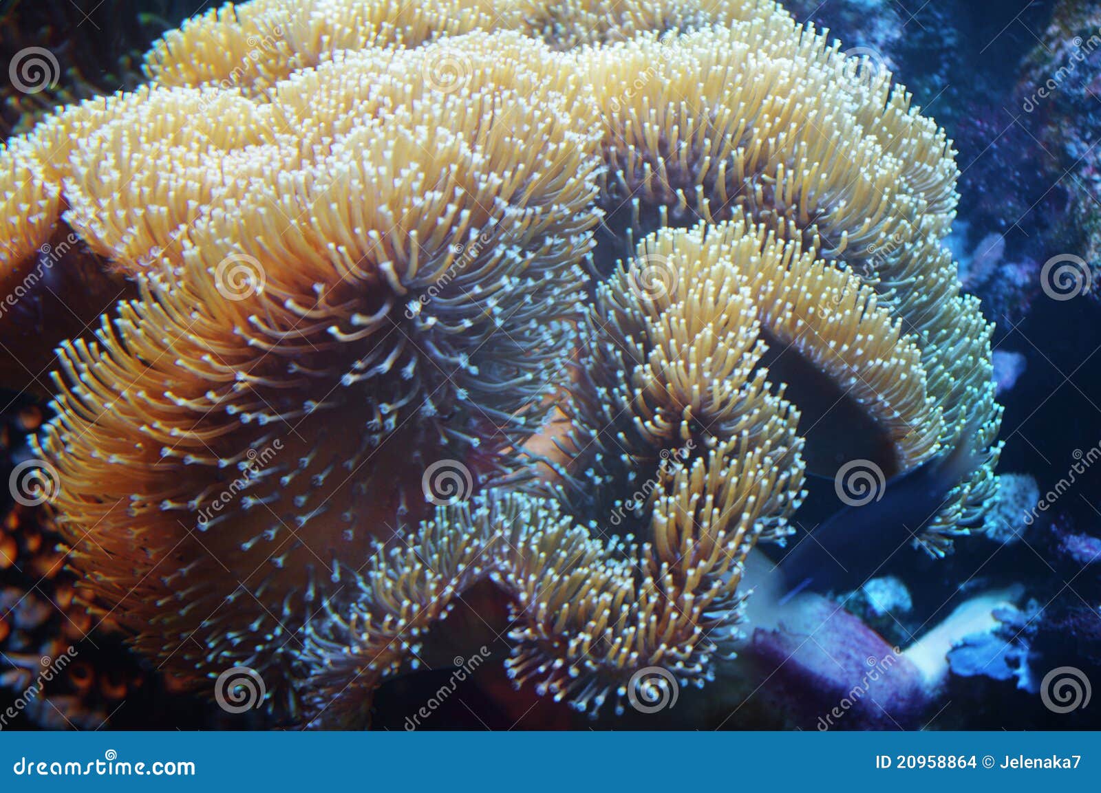 Close up of sea anemon stock photo. Image of marine, seaweed - 20958864