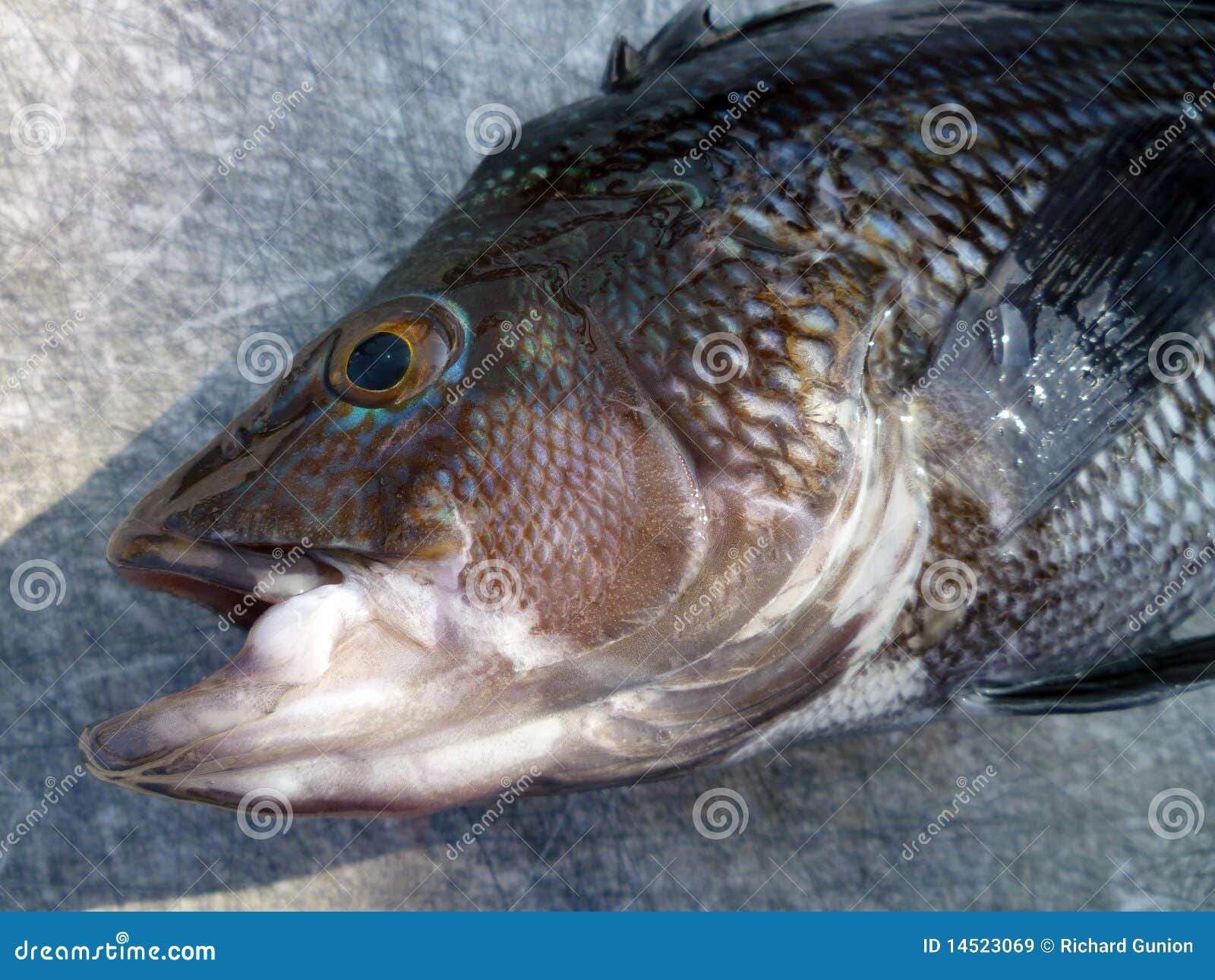 Close-up of a Sea Bass stock image. Image of life, close - 14523069