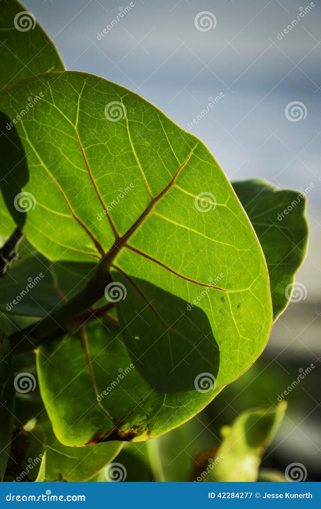 Close up of Sea Grape stock image. Image of plant, depth - 42284277