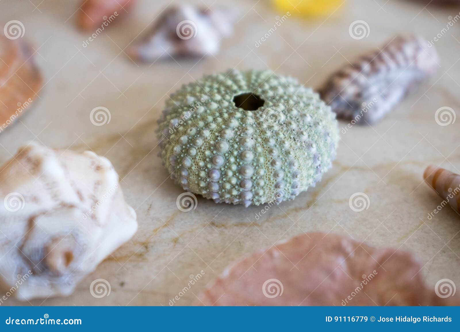Close up sea life shells stock image. Image of beautiful - 91116779
