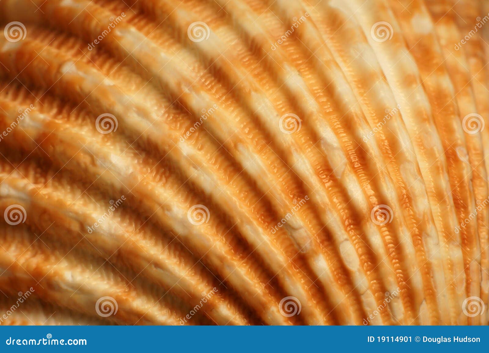 Close-up of a sea shell stock image. Image of texture - 19114901