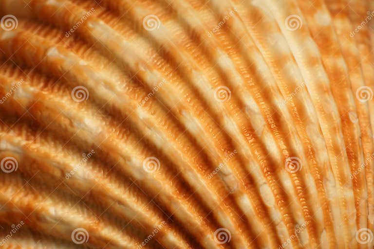 Close-up of a sea shell stock image. Image of texture - 19114901