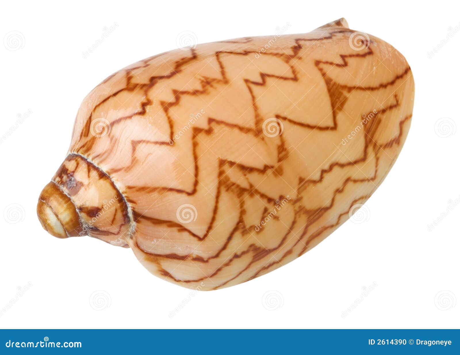 Close-up of Sea Shell Cutout Stock Photo - Image of zigzag, macro: 2614390