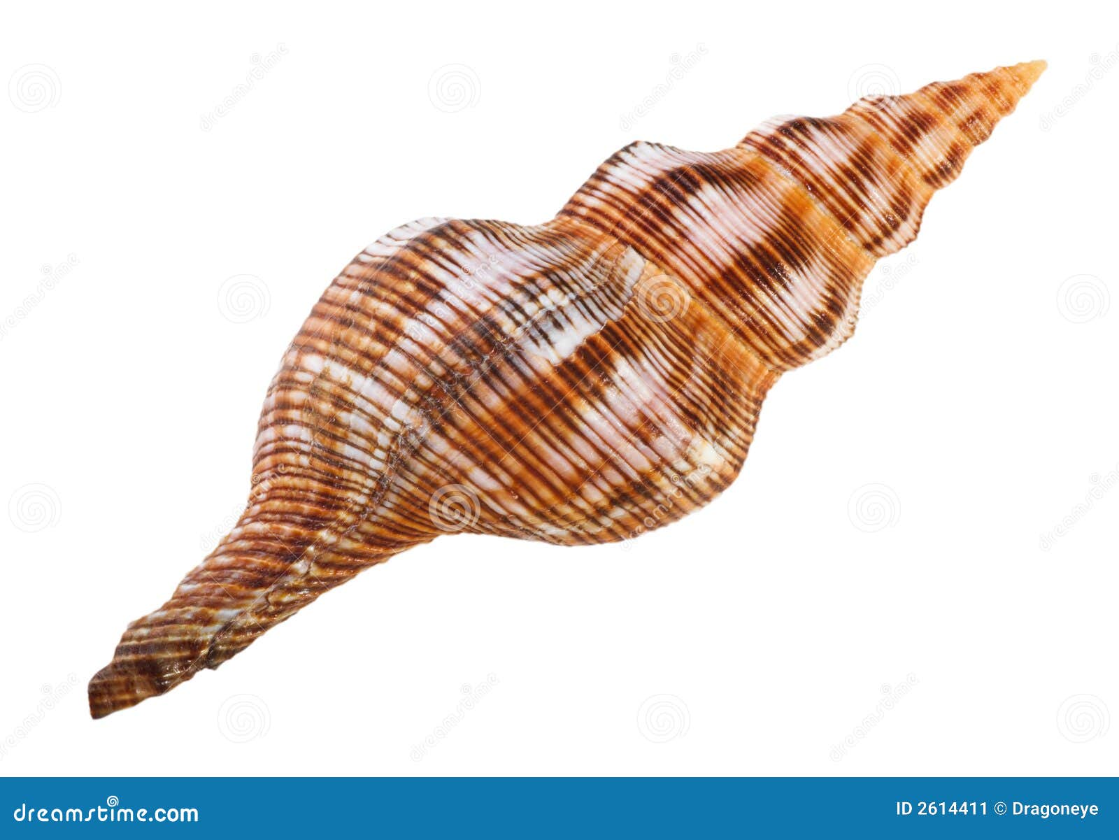 Close-up of Sea Shell Cutout Stock Image - Image of spire, conch: 2614411