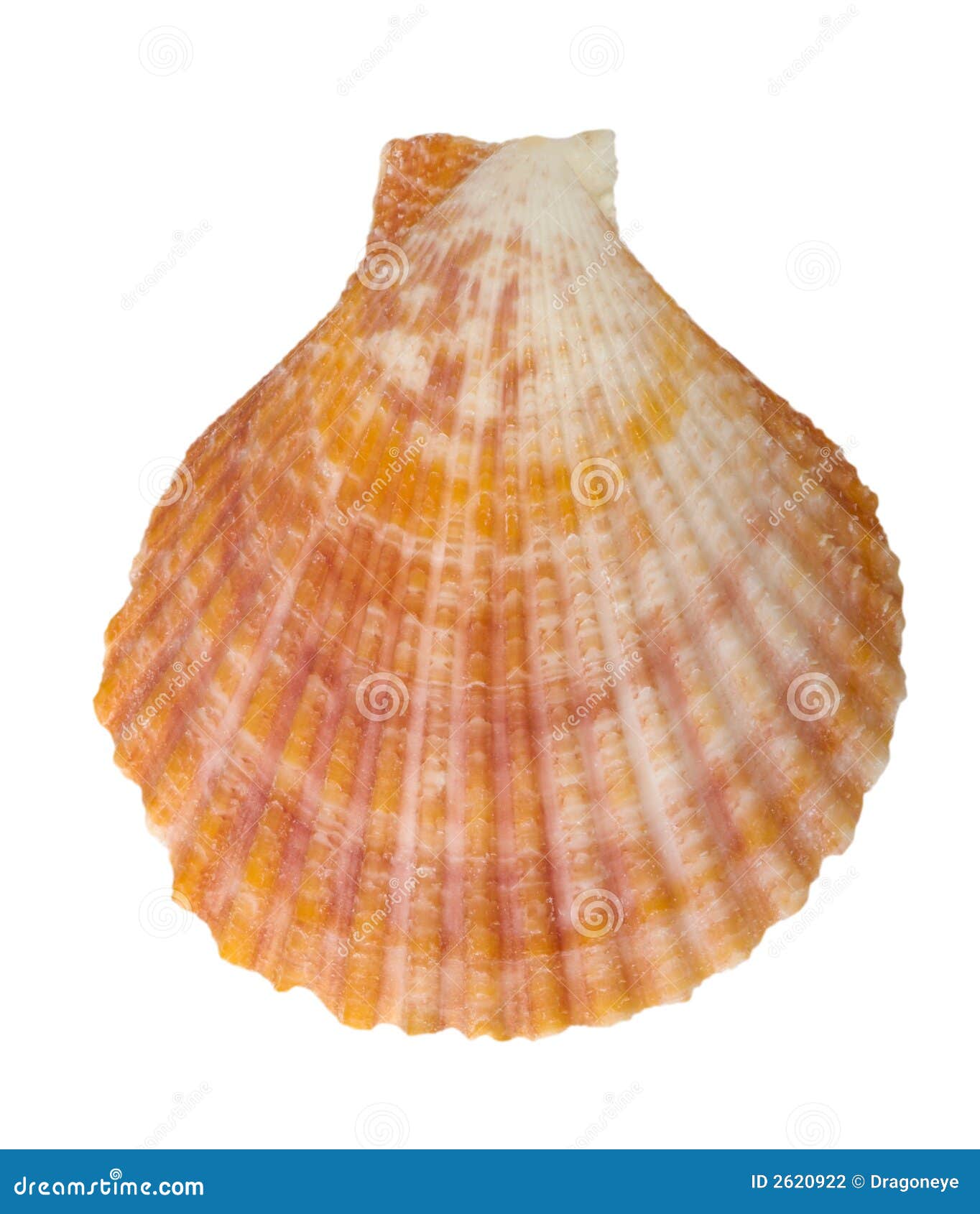 Close-up of Sea Shell Cutout Stock Photo - Image of motley, underwater ...