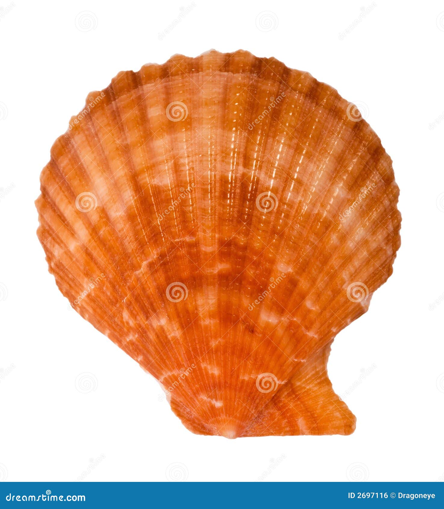 Close-up of Sea Shell Cutout Stock Photo - Image of cowrie, white: 2697116