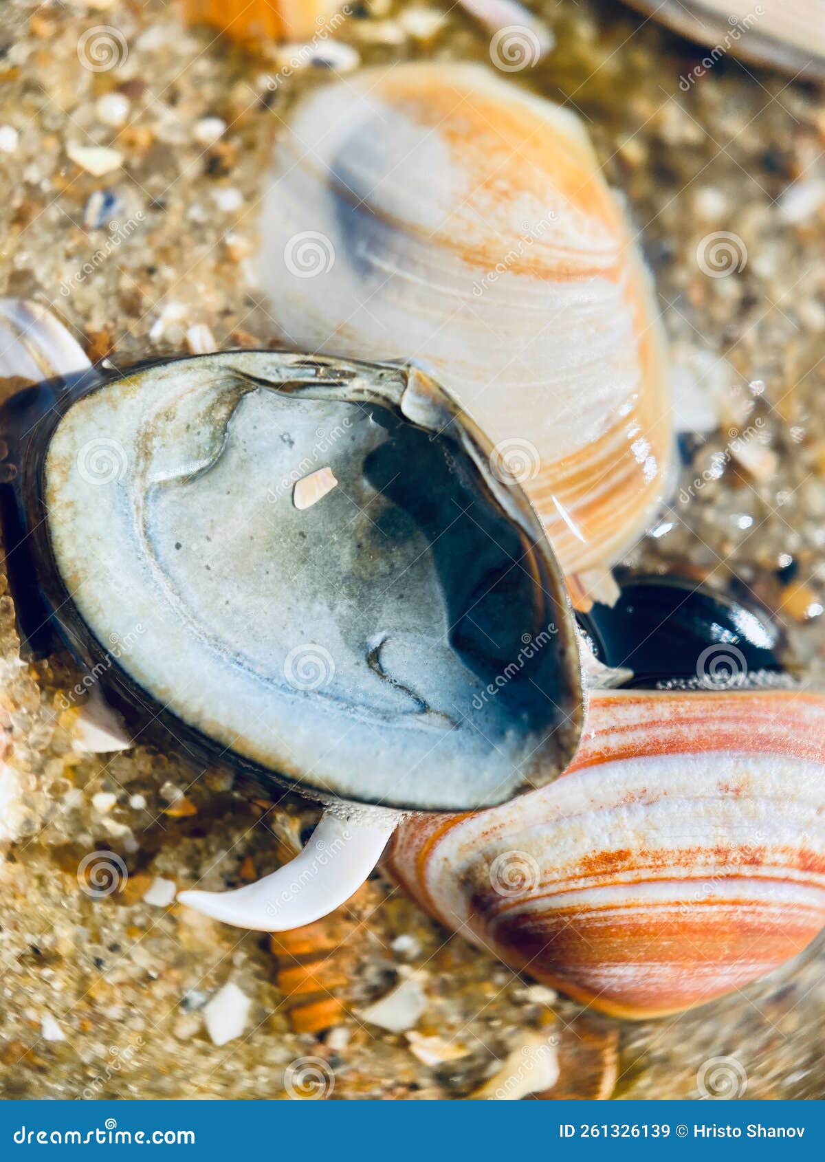 Close-Up of Sea Shell Lying on Sand Stock Image - Image of aquatic ...