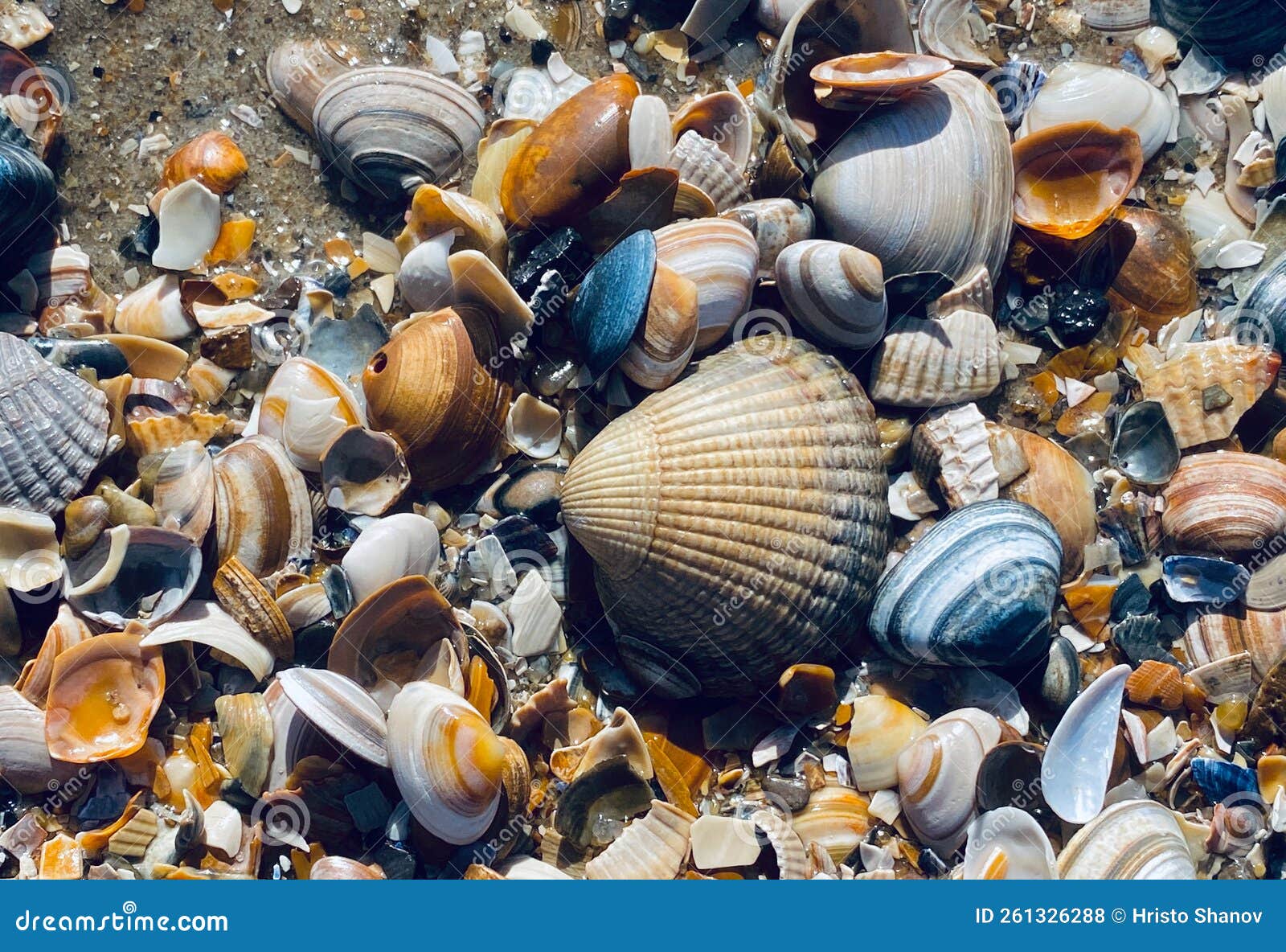 Close-Up of Sea Shell Lying on Sand Stock Photo - Image of paradise ...