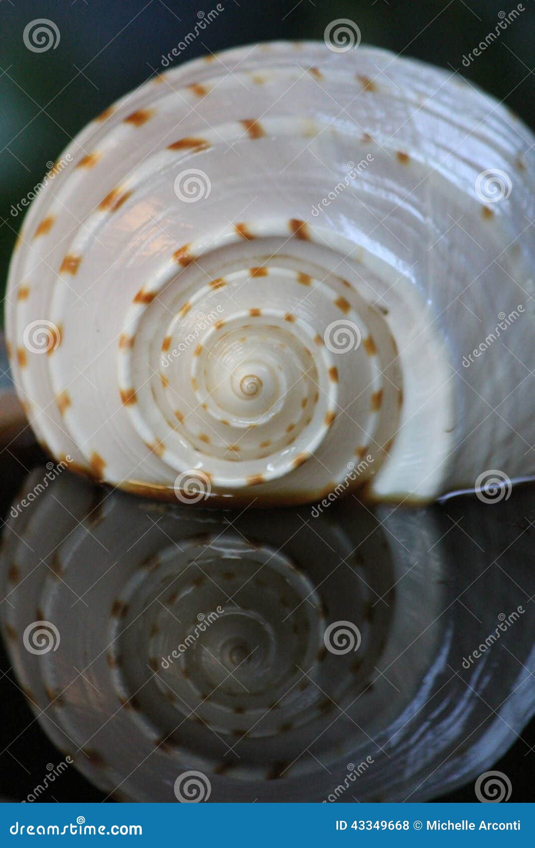 Close up of Seashell stock photo. Image of reflection - 43349668
