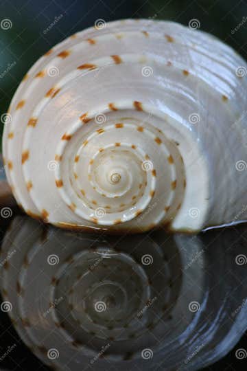 Close up of Seashell stock photo. Image of reflection - 43349668