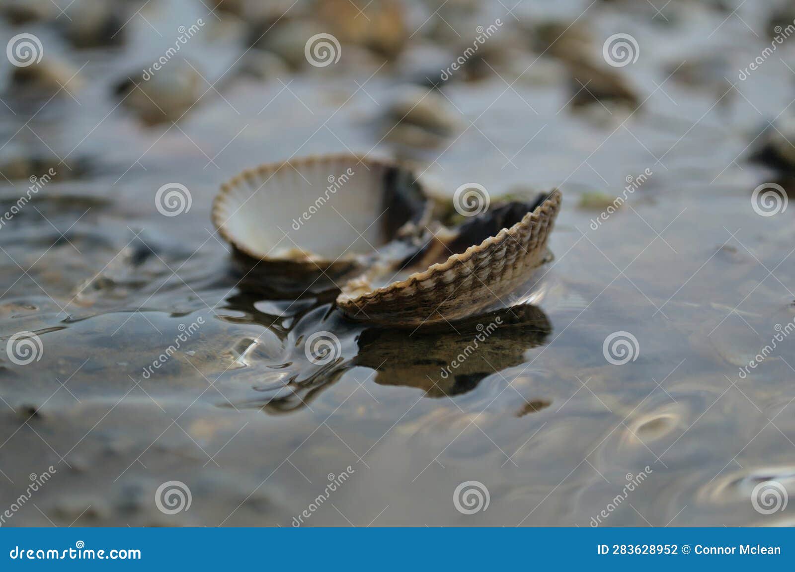 Close Up of Sea Shell in Water Stock Photo - Image of blue, macro ...