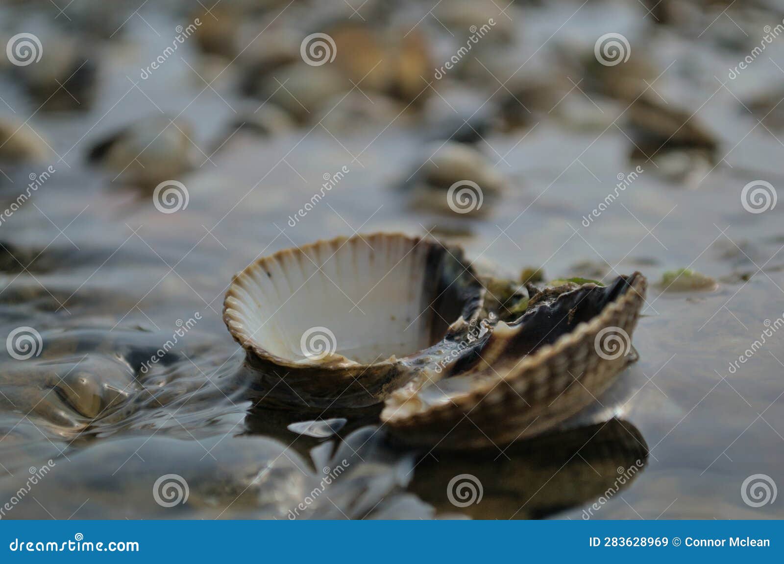 Close Up of Sea Shell in Water Stock Image - Image of blue, coastline ...