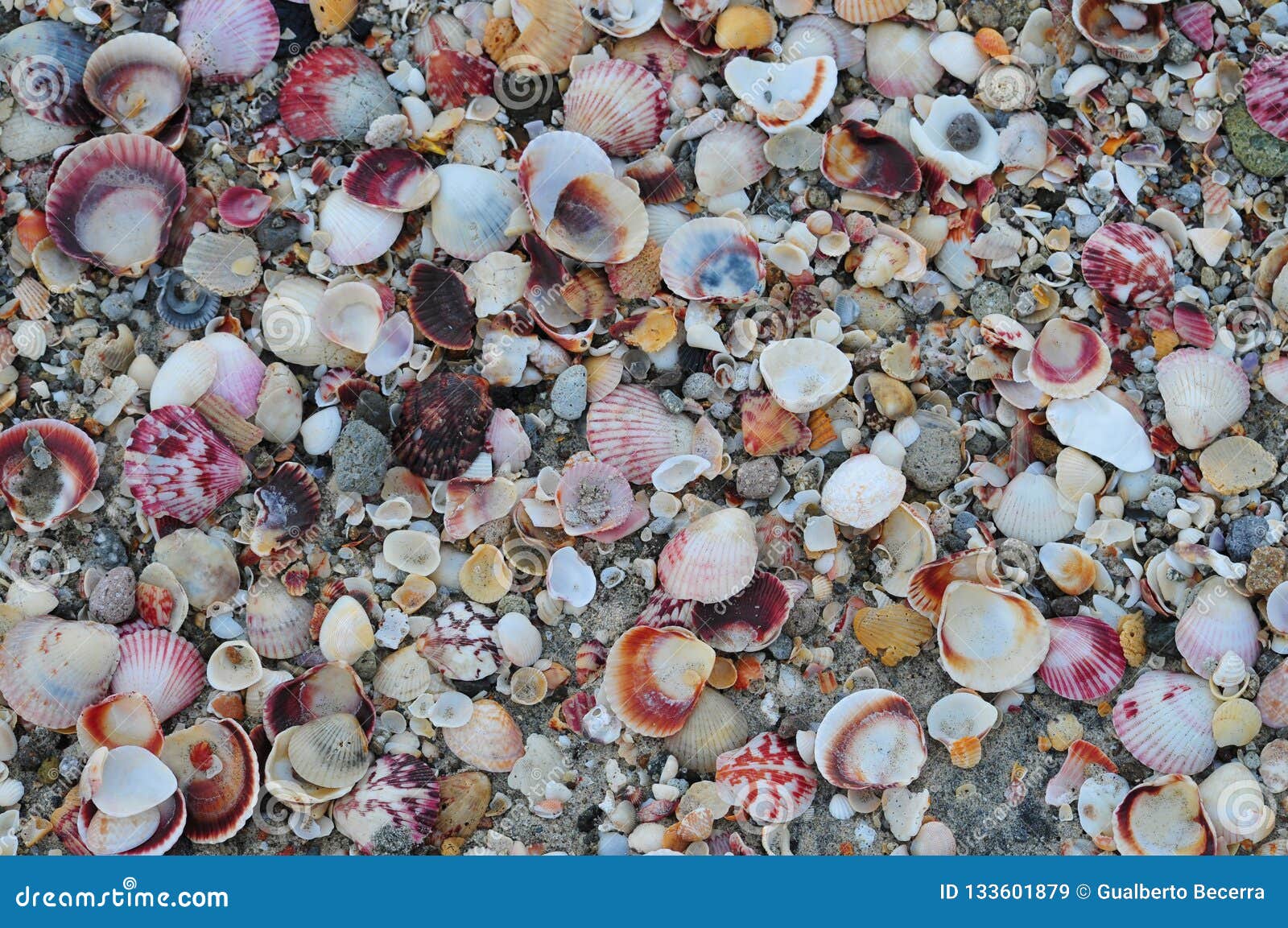 Close up of sea shells stock image. Image of variety - 133601879
