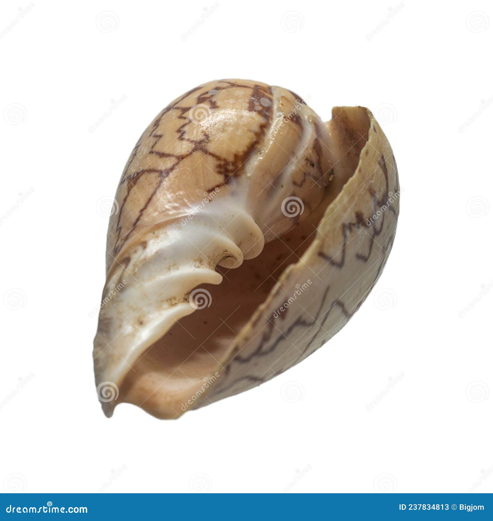 Sea Shells Isolated on a White Background Stock Image - Image of object ...
