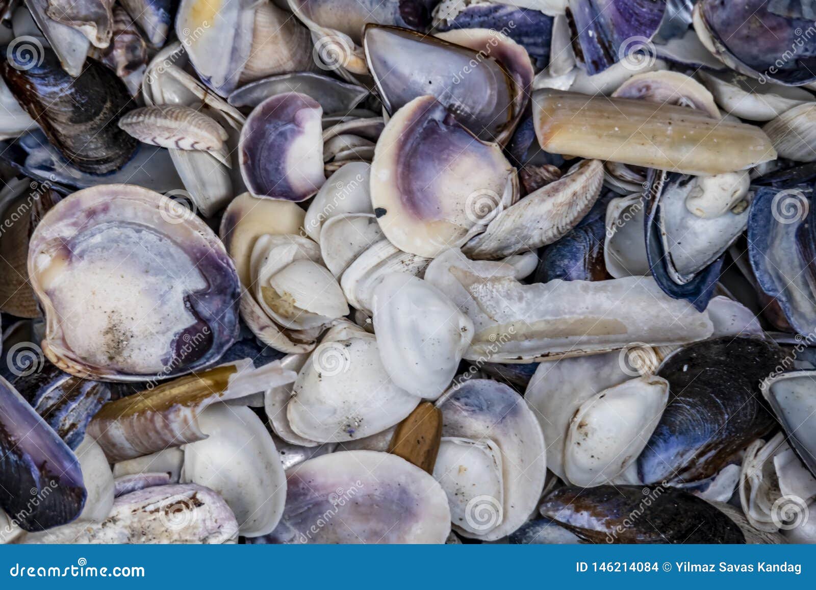 Sea shells at sea side stock photo. Image of closeup - 146214084