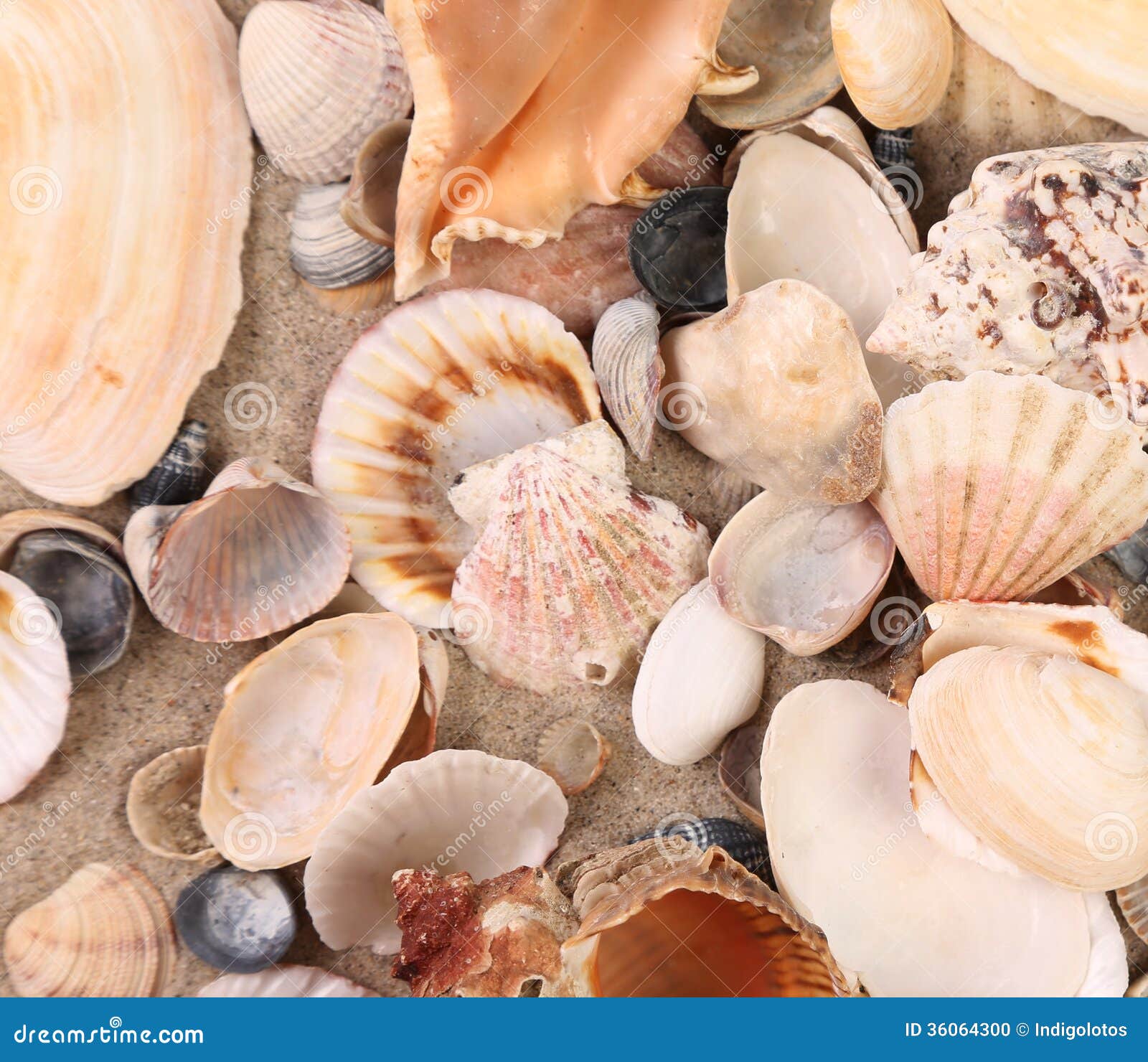 Close up of sea shells. stock photo. Image of vacations - 36064300