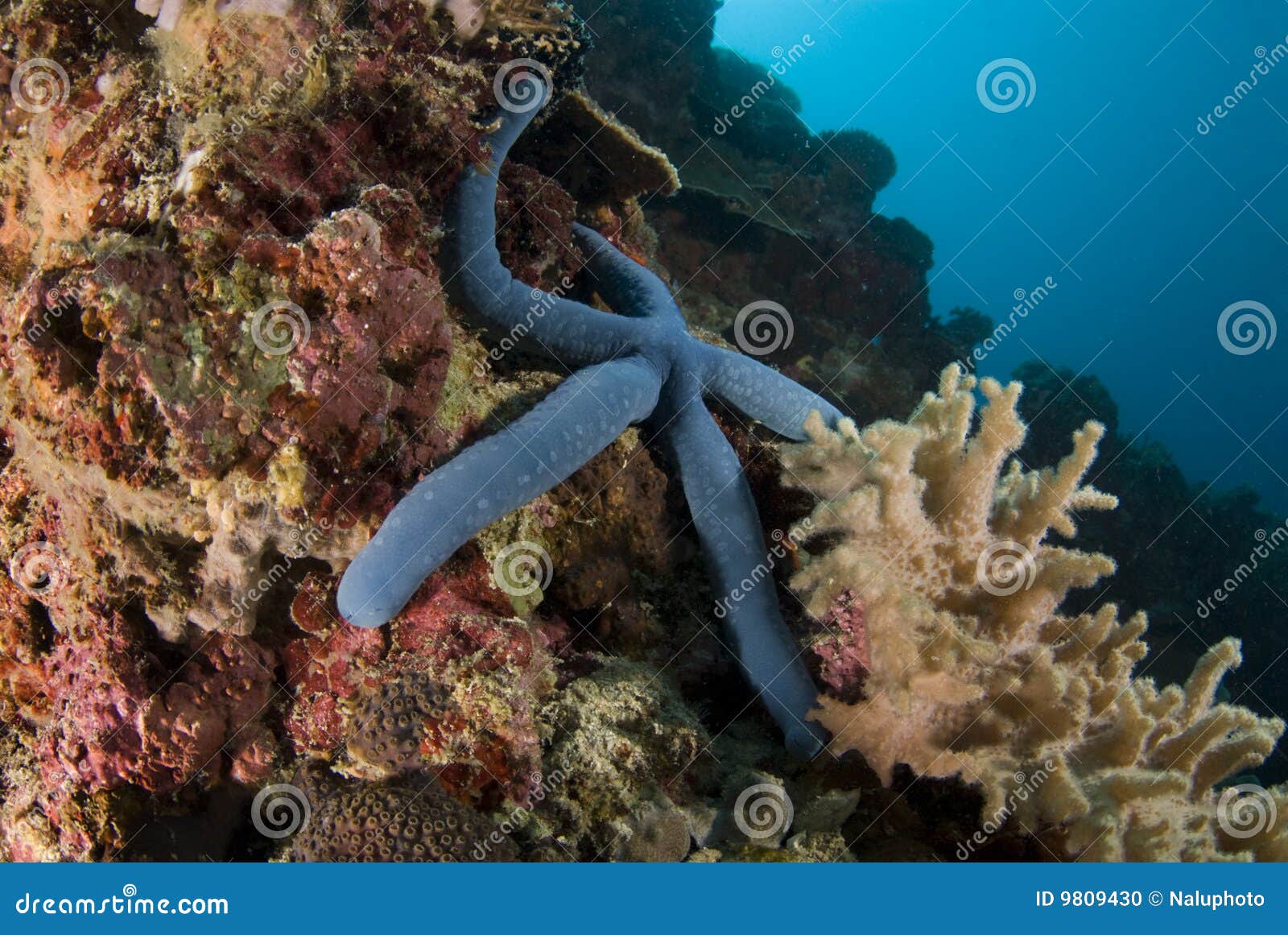 Close Up Sea Star 1 stock photo. Image of animal, close - 9809430