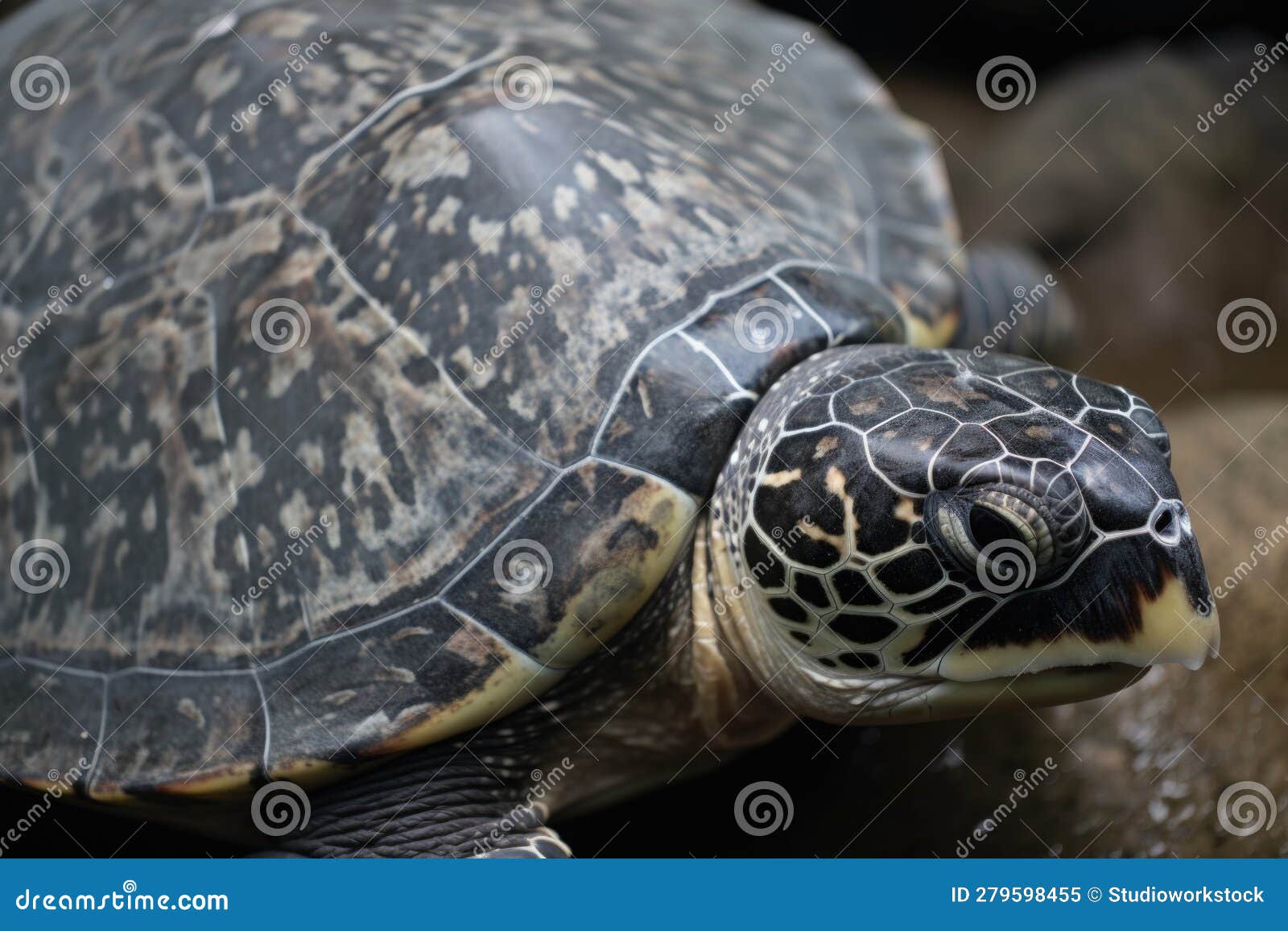Close-up of Sea Turtle S Shell, with Its Unique Markings Visible Stock ...